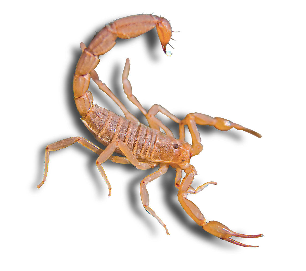 Pinnacle Pest Services – The Scorpion Experts